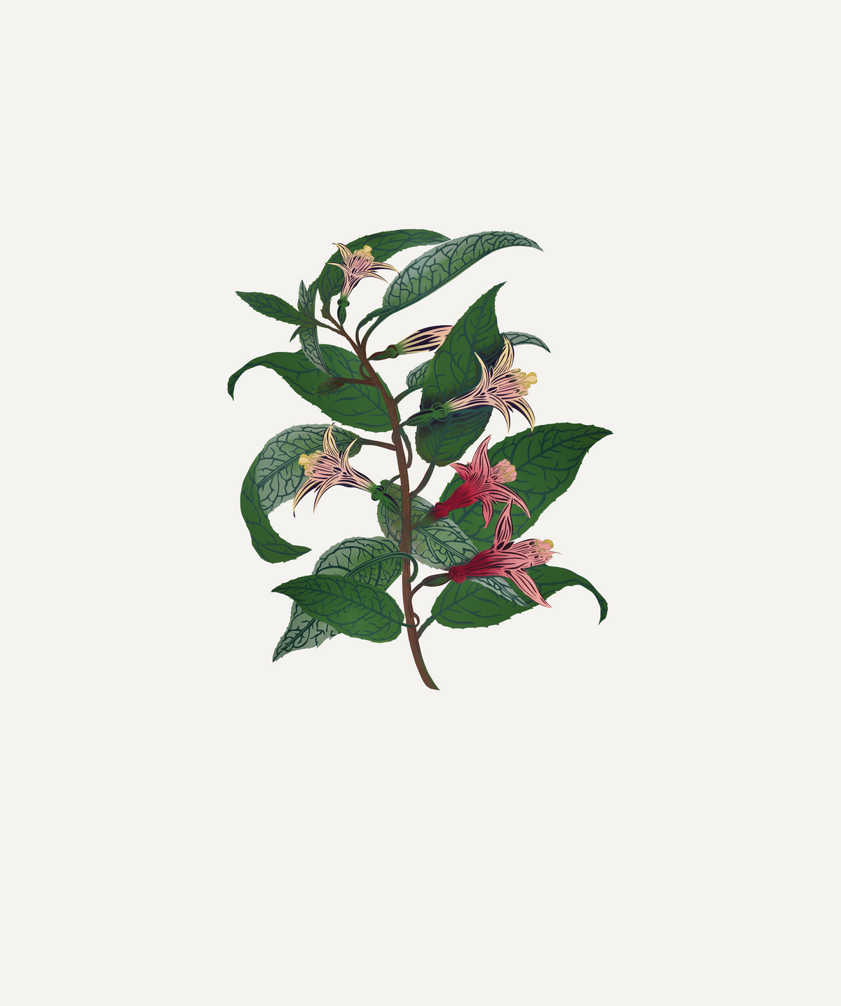 Kōtukutuku Decal - FLOX