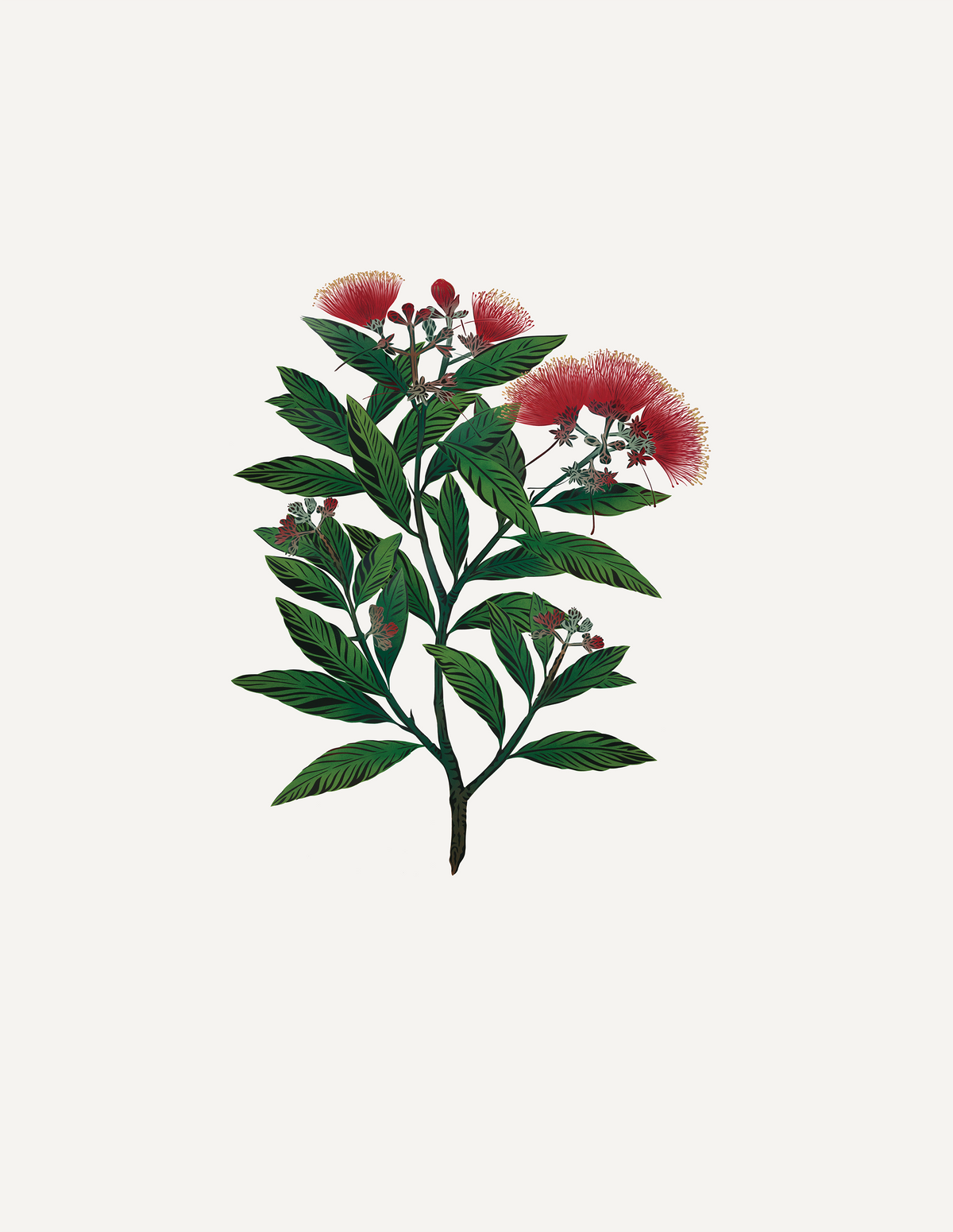 Pōhutukawa Decal - FLOX